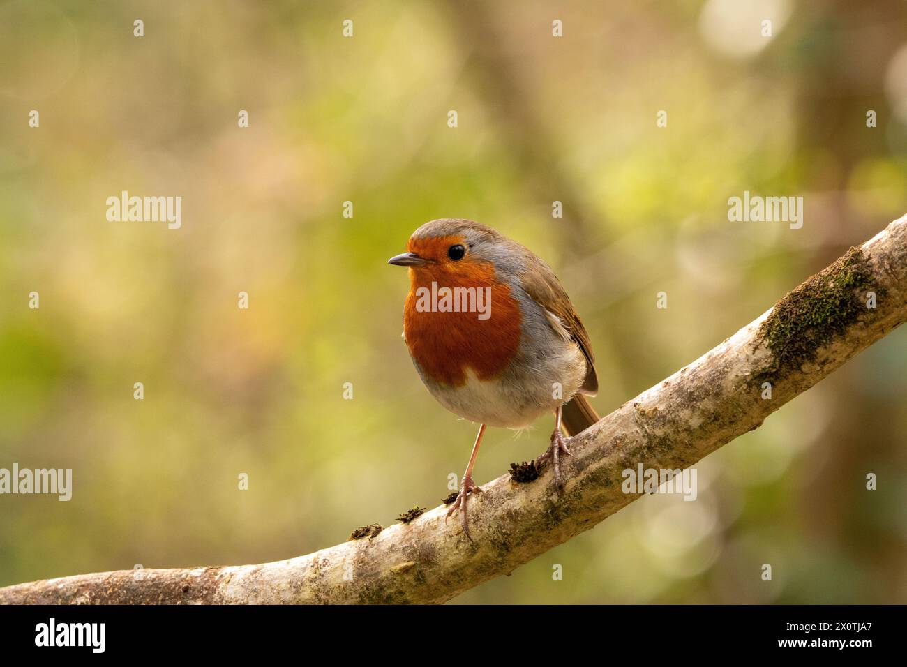 Close up portrait of a little Robin bird (Erithacus rubecula Stock ...