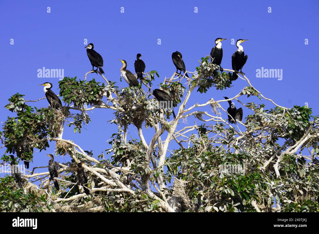 Tropical birds perched on trees on a small island in Lake Victoria ...