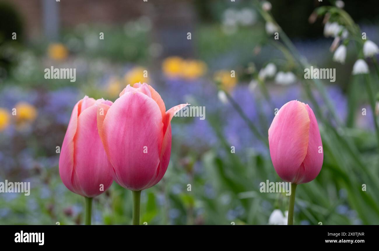 Stunning tulips amidst other spring flowers at Eastcote House Gardens ...
