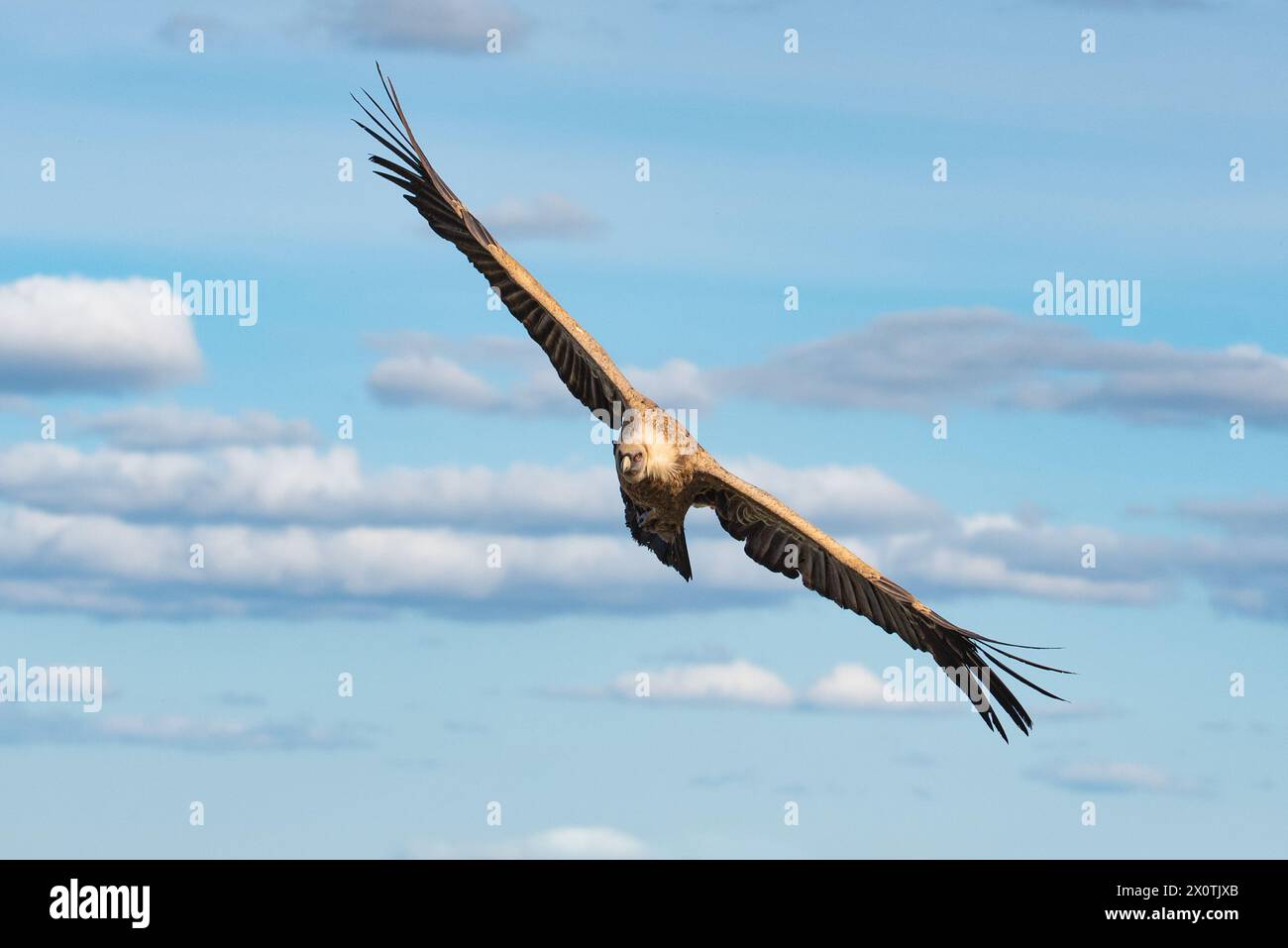 Eurasian griffon vulture in flight, Big bird of prey flying. Monfrague ...