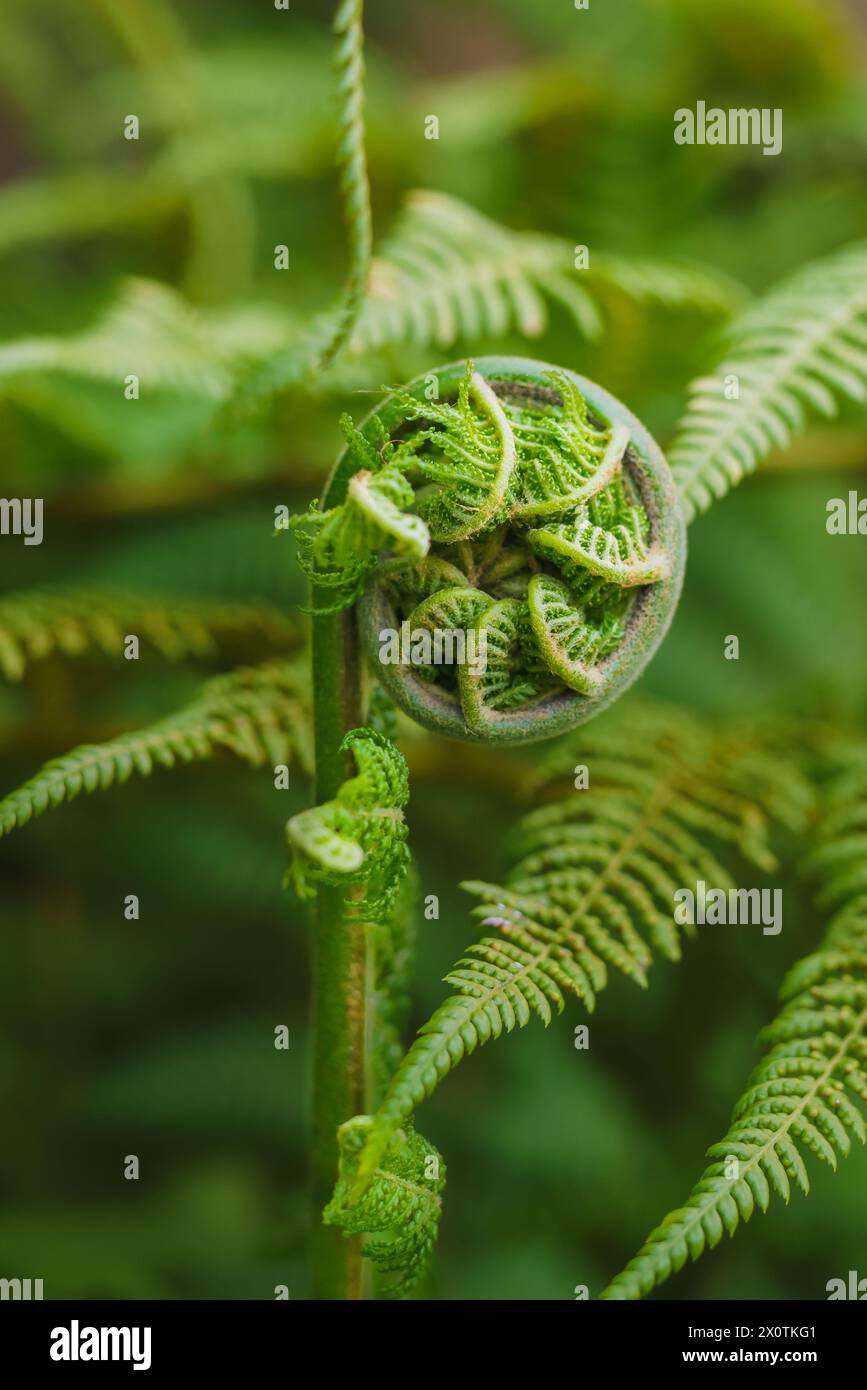 Spiral fronds hi-res stock photography and images - Alamy