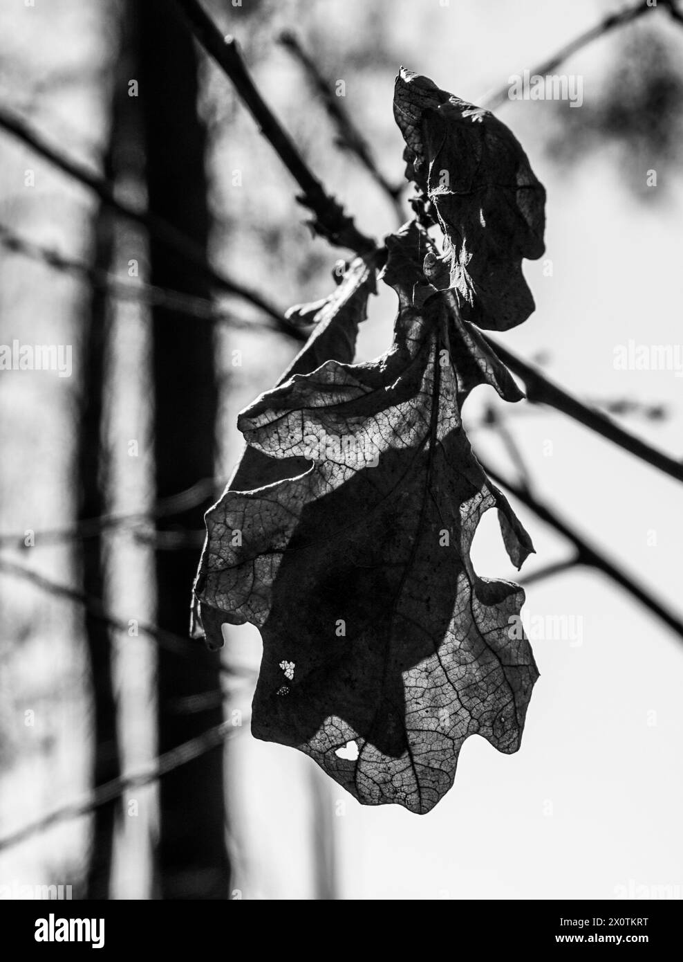 Leaves shades autumn Black and White Stock Photos & Images - Alamy