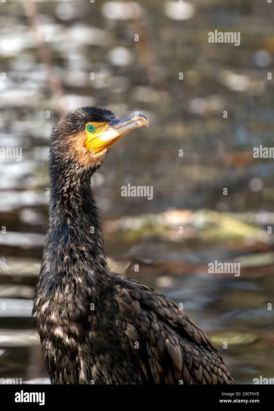 Large black cormorant with a hooked beak dries its wings on the coast ...