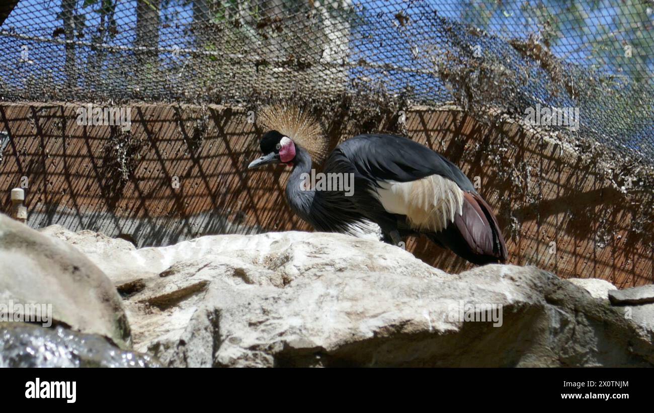 Los Angeles, California, USA 10th April 2024 African Crowned Crane in ...