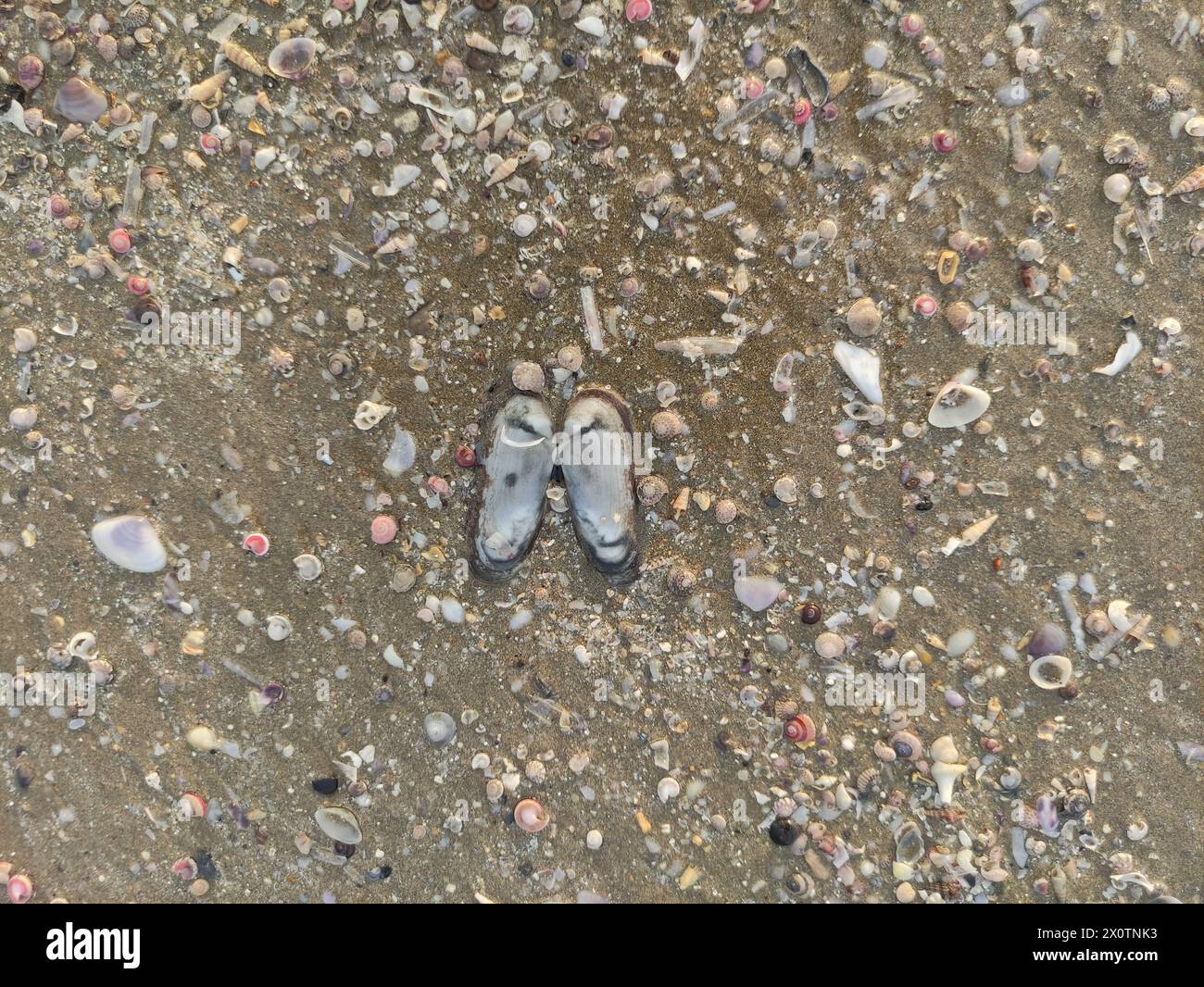 brown sandy soil texture with a collection of small shells on the beach ...