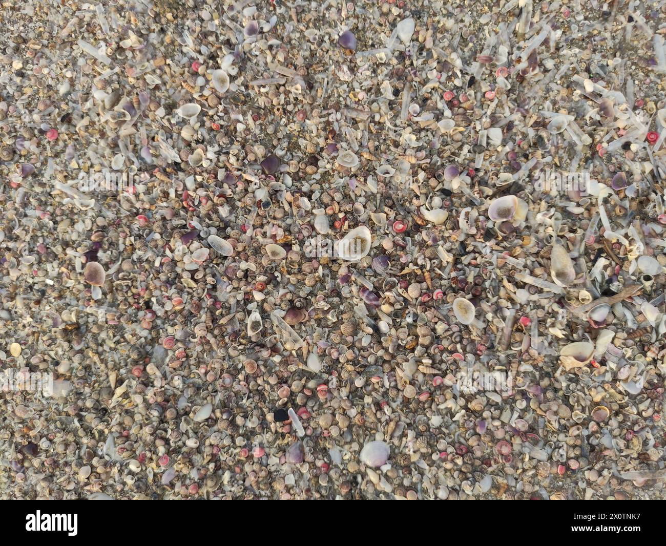 brown sandy soil texture with a collection of small shells on the beach ...