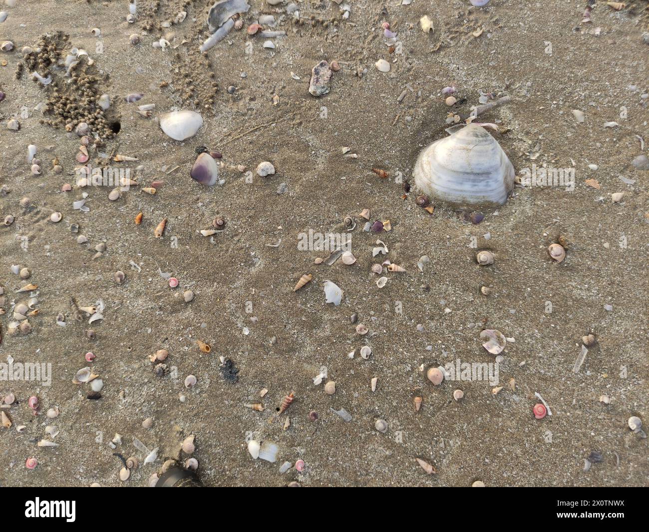 fossil snails or shells on the beach Stock Photo - Alamy