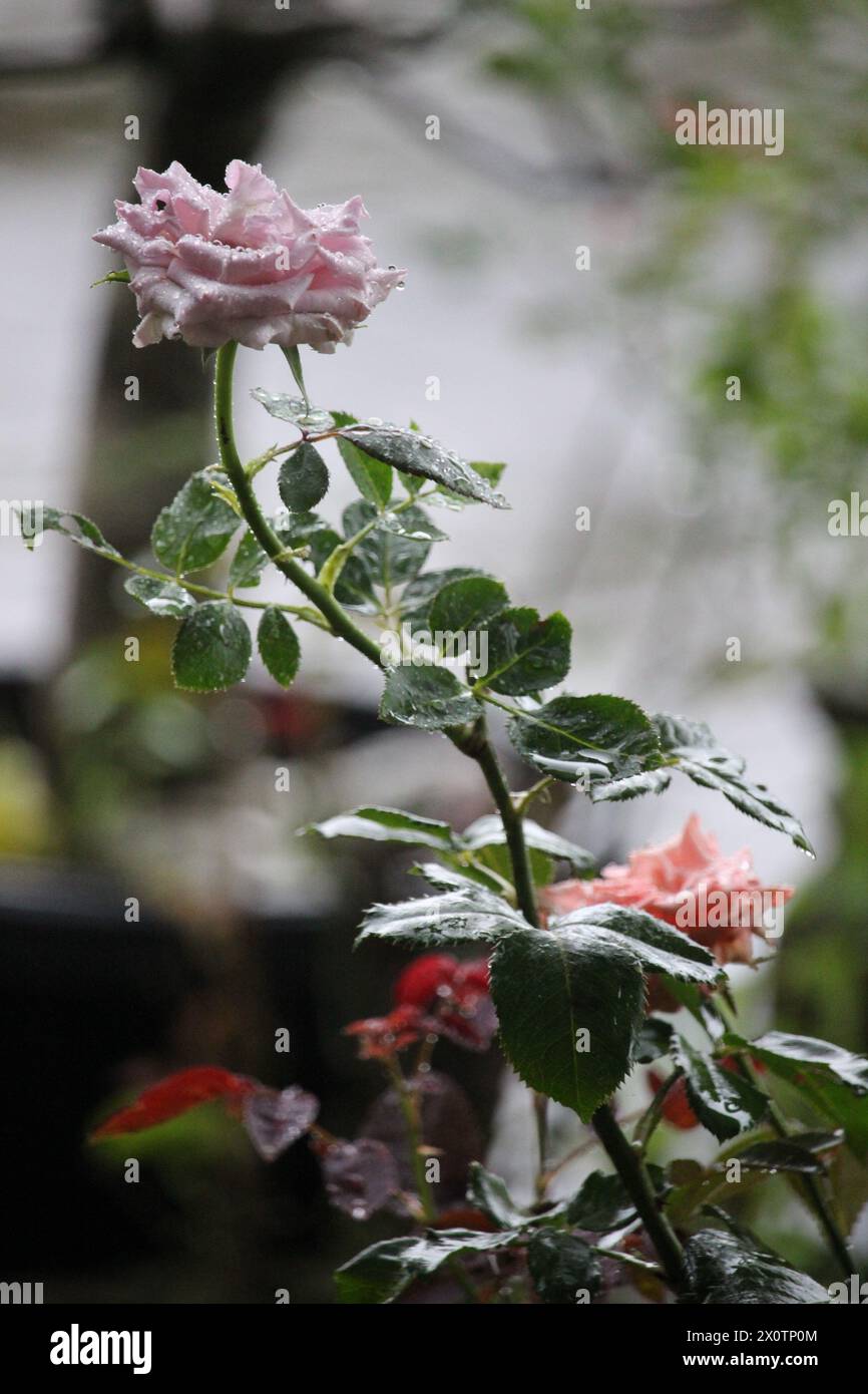 purple roses exposed to rainwater with a blurry background Stock Photo ...