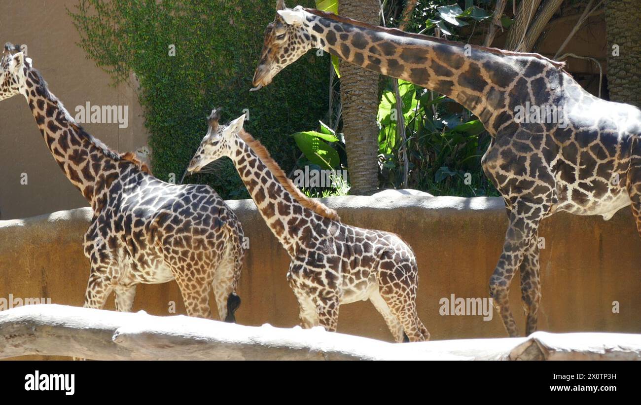 Los Angeles, California, USA 10th April 2024 Maasai Giraffes, Masai ...