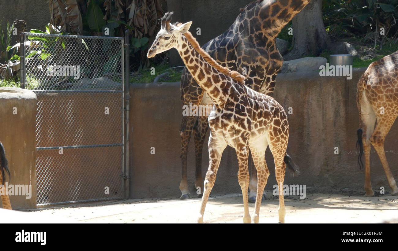 Los Angeles, California, USA 10th April 2024 Maasai Giraffes, Masai ...