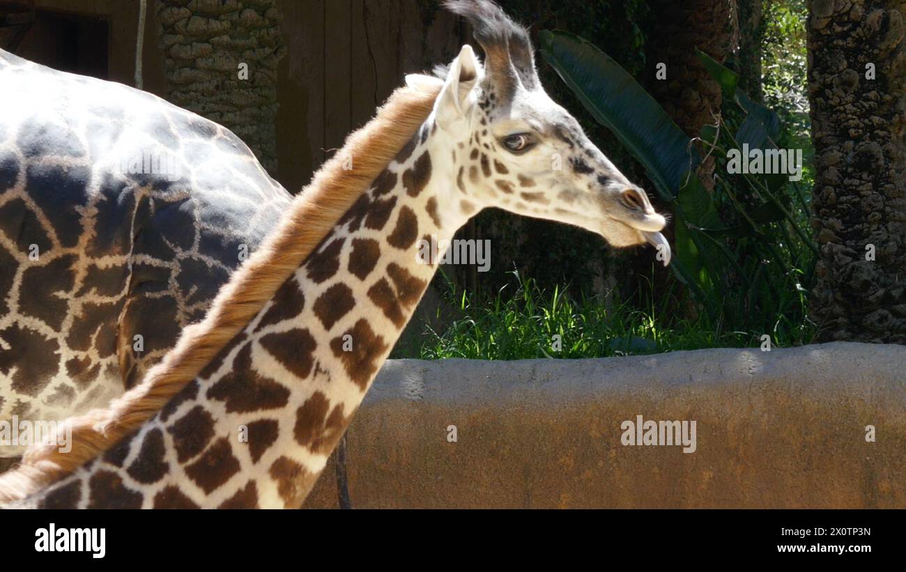 Los Angeles, California, USA 10th April 2024 Maasai Giraffes, Masai ...