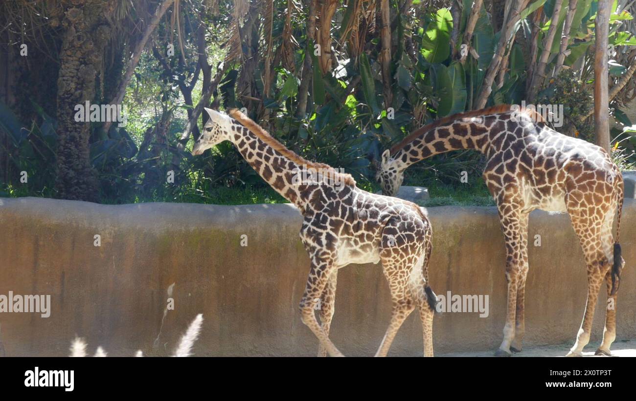 Los Angeles, California, USA 10th April 2024 Maasai Giraffes, Masai ...