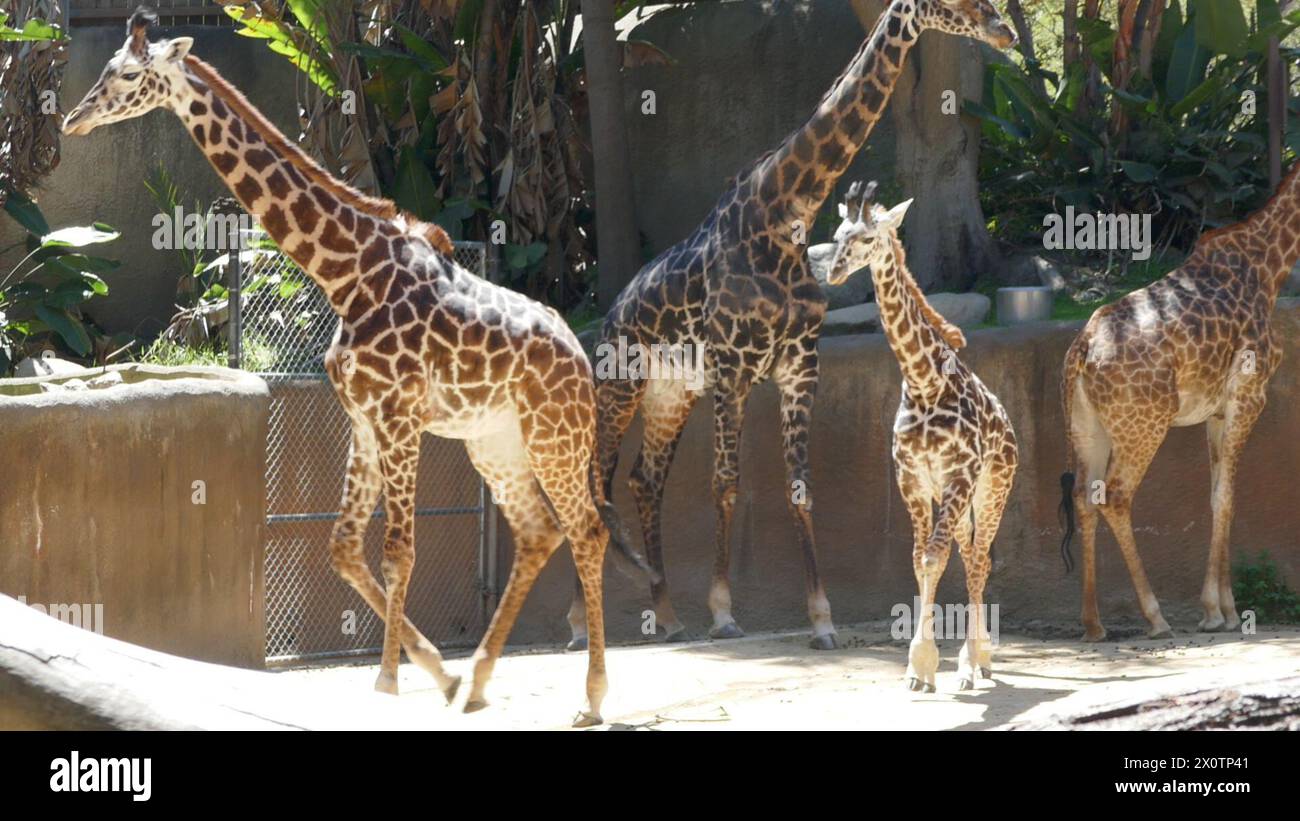 Los Angeles, California, USA 10th April 2024 Maasai Giraffes, Masai ...