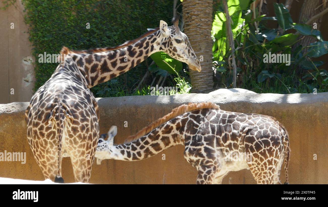 Los Angeles, California, USA 10th April 2024 Maasai Giraffes, Masai ...
