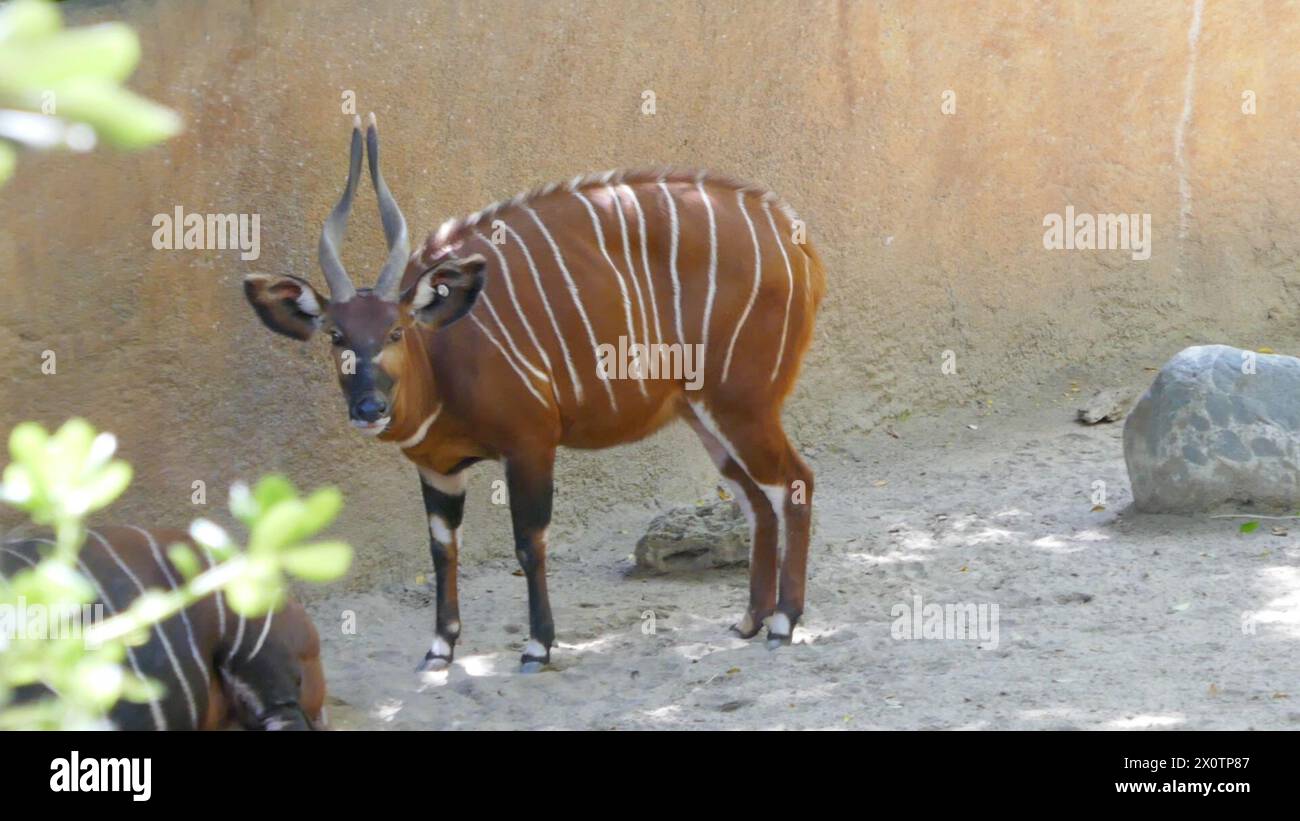 Los Angeles, California, USA 10th April 2024 Mountain Bongo at LA Zoo ...