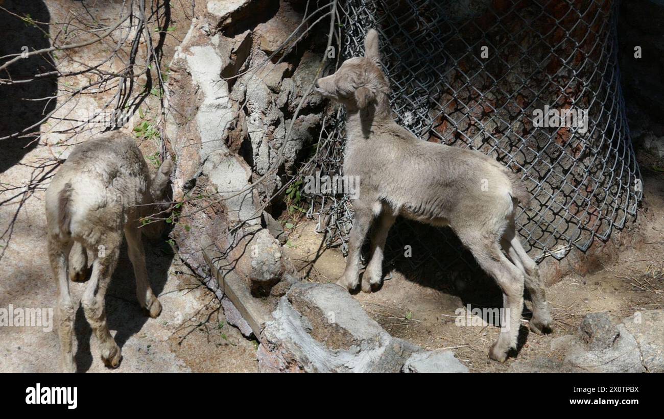 Los Angeles, California, USA 10th April 2024 Desert Bighorn Sheep at LA ...