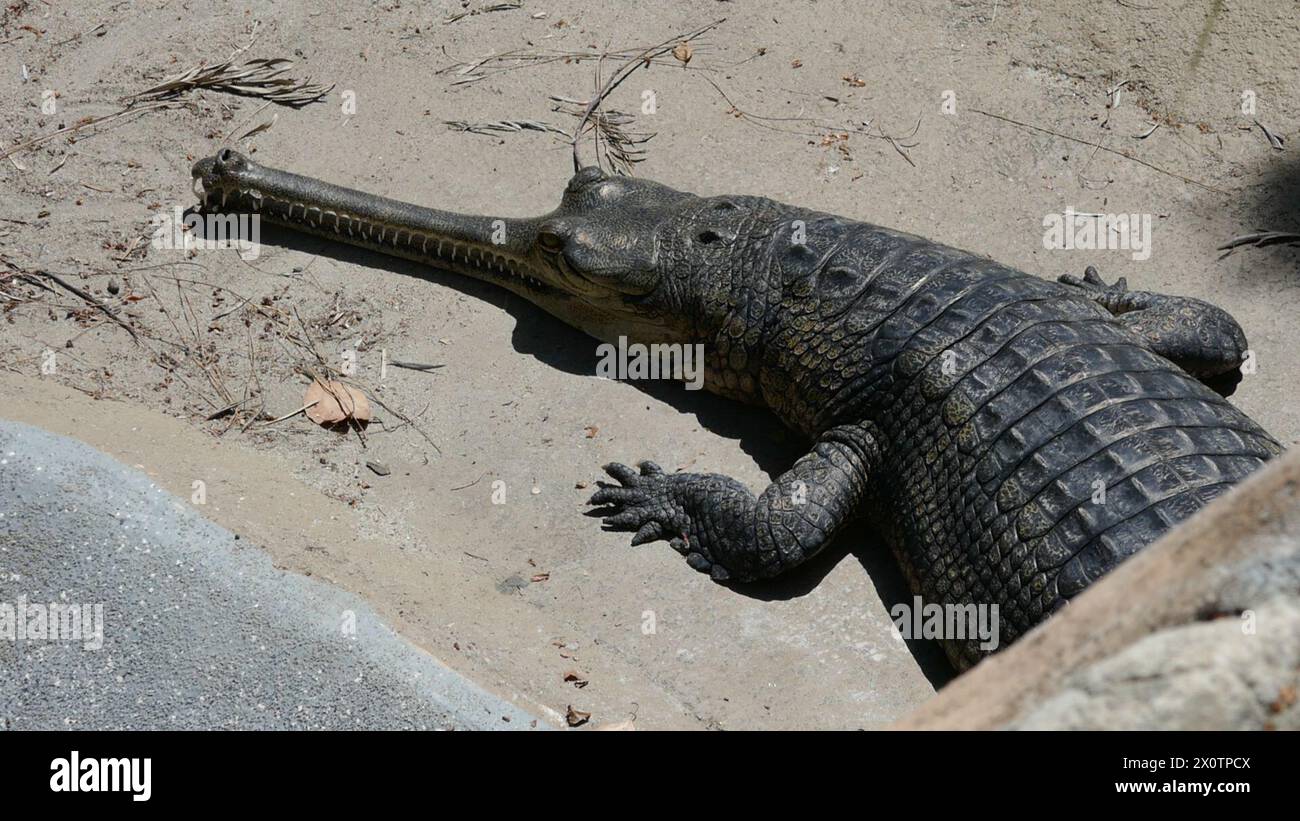 Los Angeles, California, USA 10th April 2024 Indian Gharial at LA Zoo ...