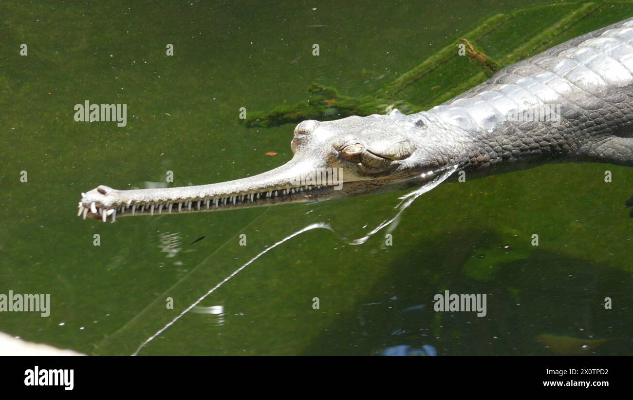 Los Angeles, California, USA 10th April 2024 Indian Gharial at LA Zoo ...