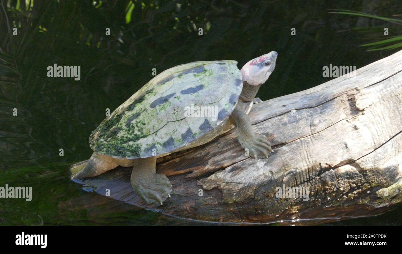 Los Angeles, California, USA 10th April 2024 Painted River Terrapin ...