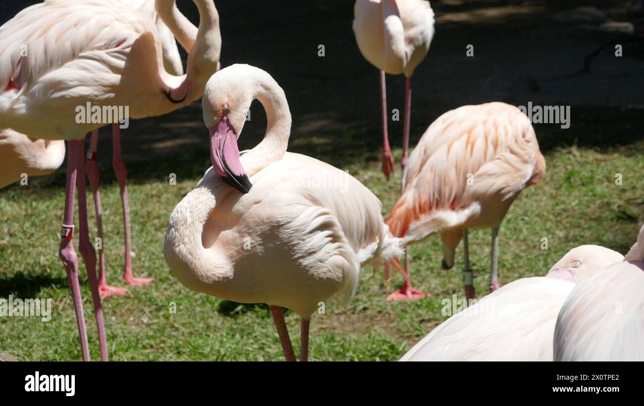 Los Angeles, California, USA 10th April 2024 Flamingos at LA Zoo on ...