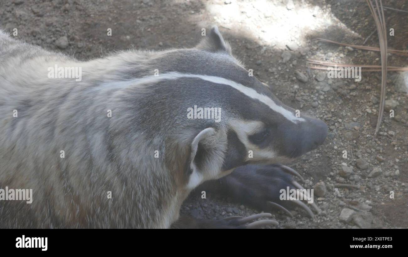 Los Angeles, California, USA 10th April 2024 American Badger at LA Zoo ...