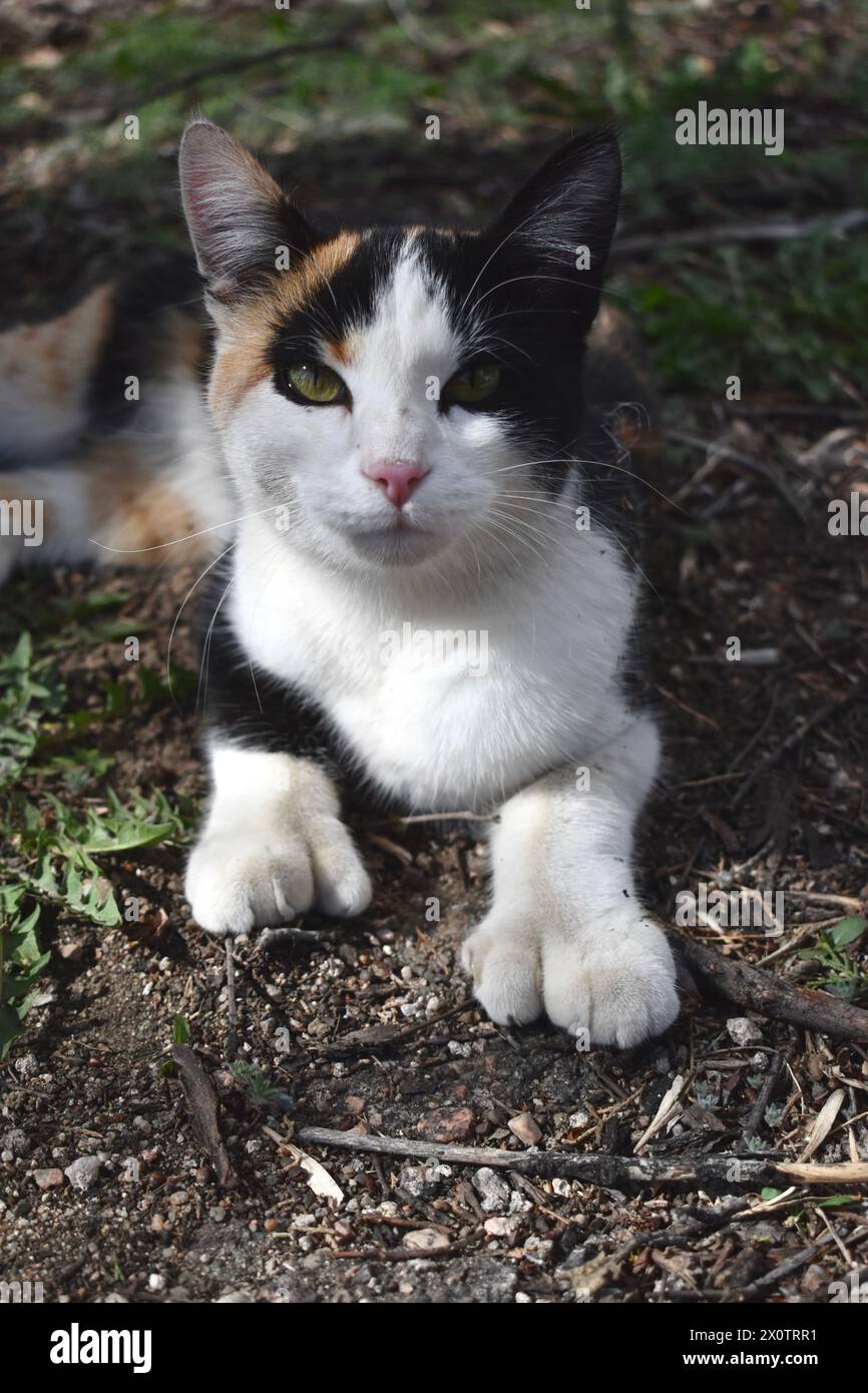 calico cat with golden eyes and polydactyl paws Stock Photo - Alamy