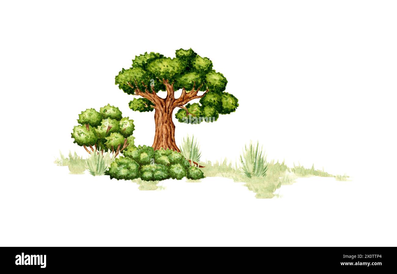 Watercolor illustration of a natural landscape element. Forest wildlife ...