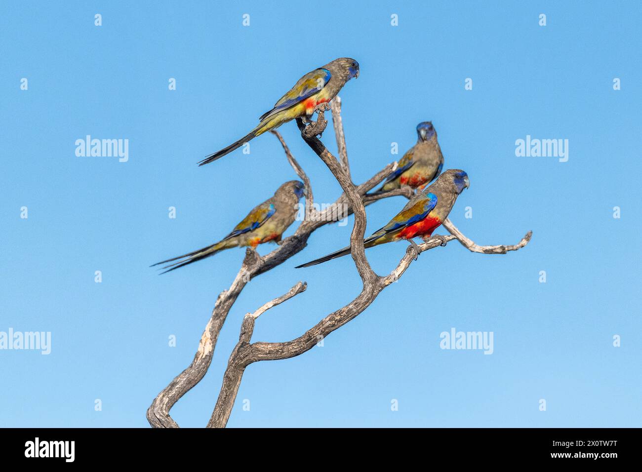 The eastern bluebonnet (Northiella haematogaster), also known as the ...