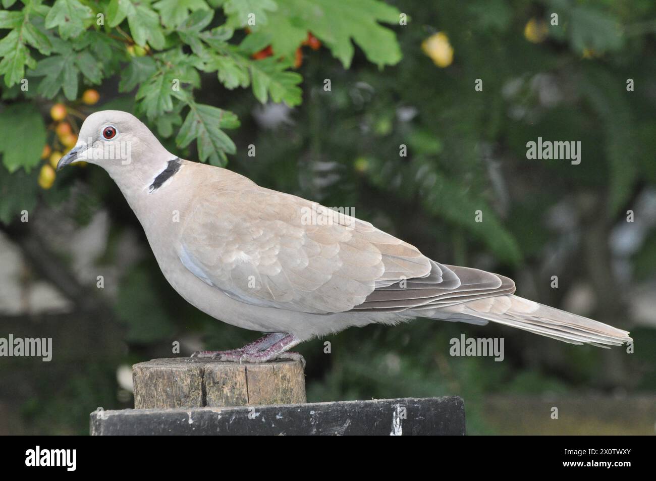 Collard Dove on a Fence Post Stock Photo - Alamy