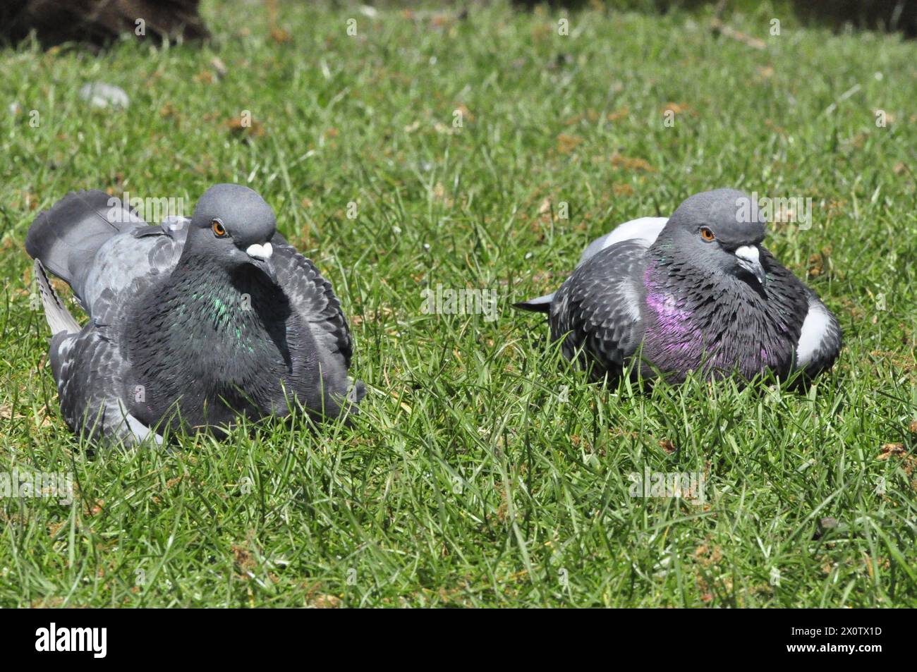 Funny doves hi-res stock photography and images - Alamy