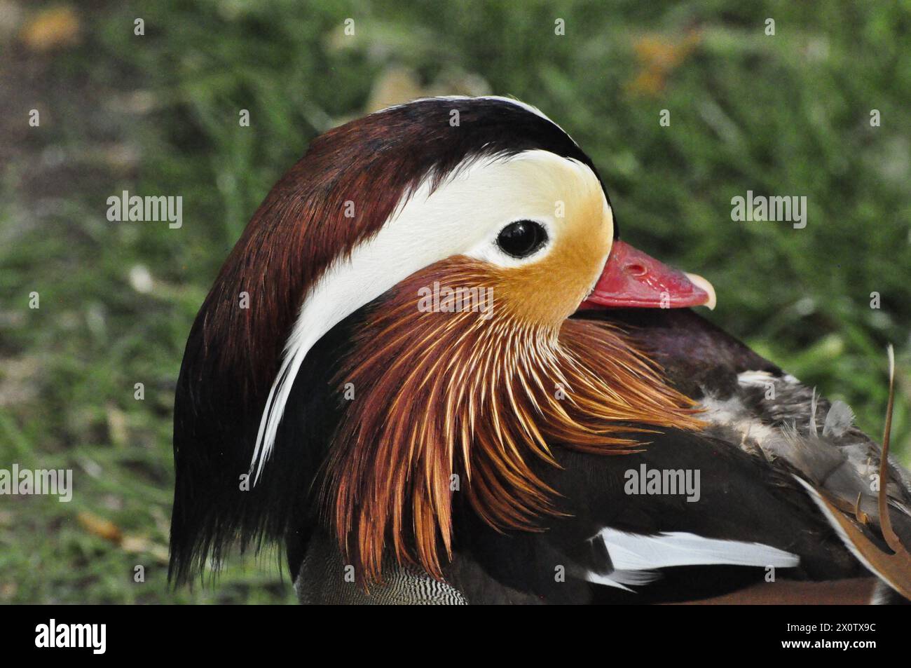 Mandarin duck out water hi-res stock photography and images - Alamy