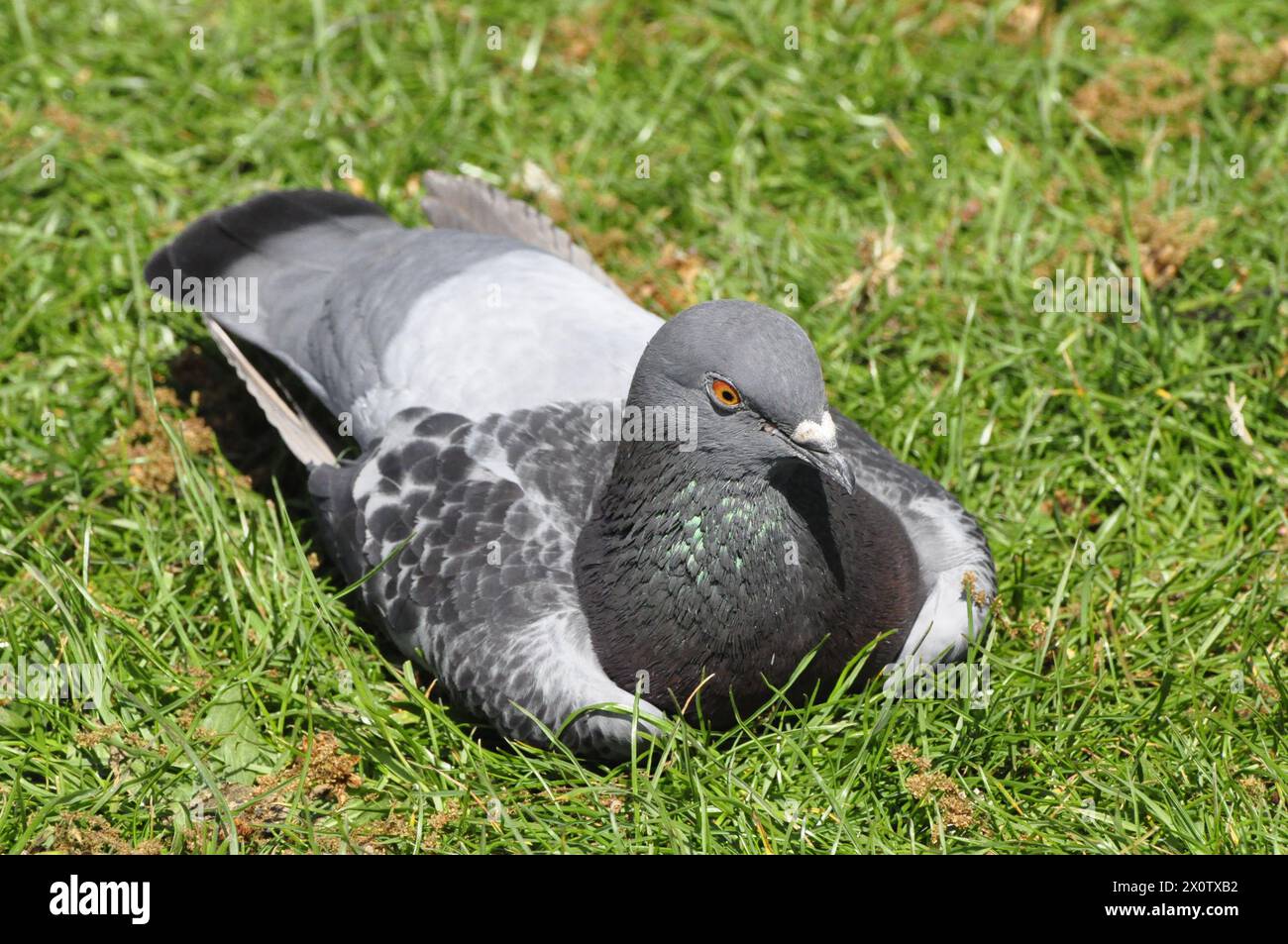 sunbathing rock dove Stock Photo - Alamy