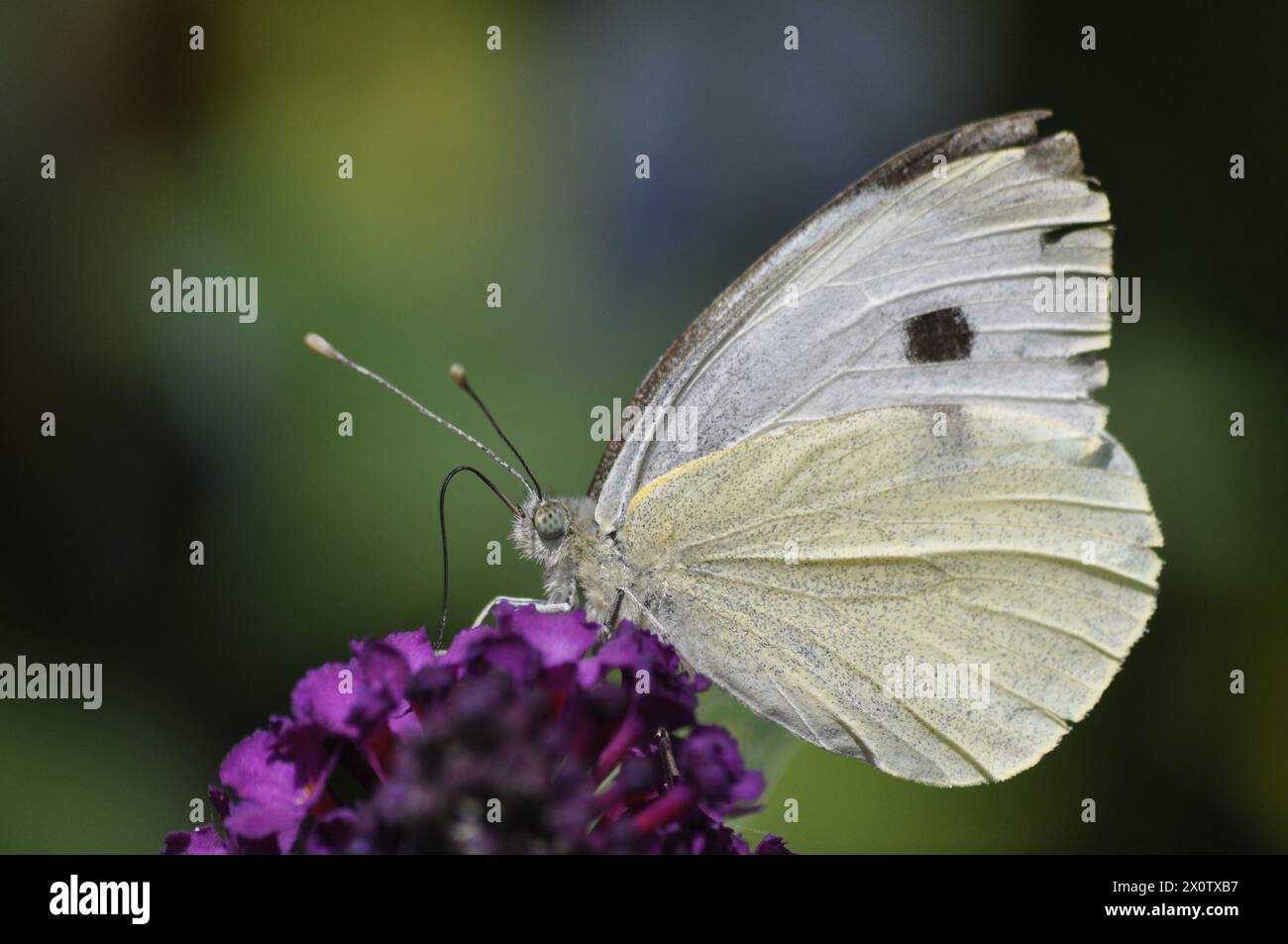 Cabbage White Butterfly Stock Photo - Alamy