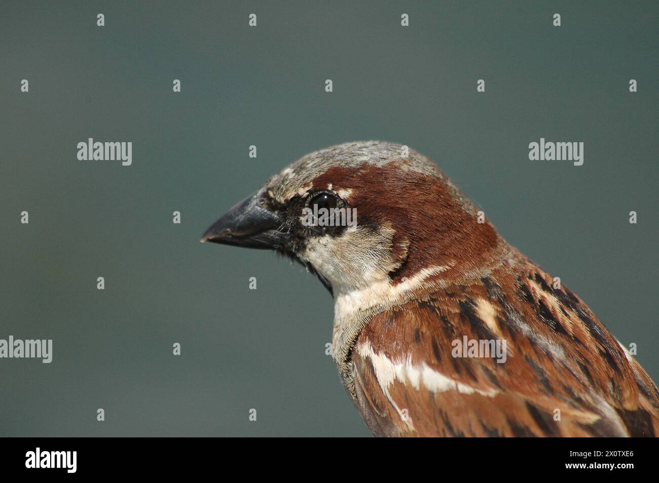 House Sparrow close up shot Stock Photo - Alamy