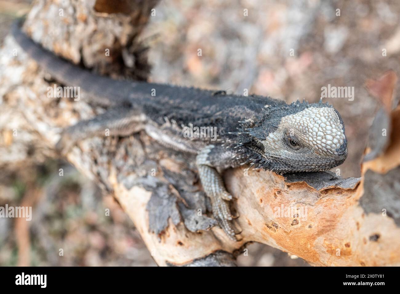 The central bearded dragon (Pogona vitticeps), also known as the inland ...