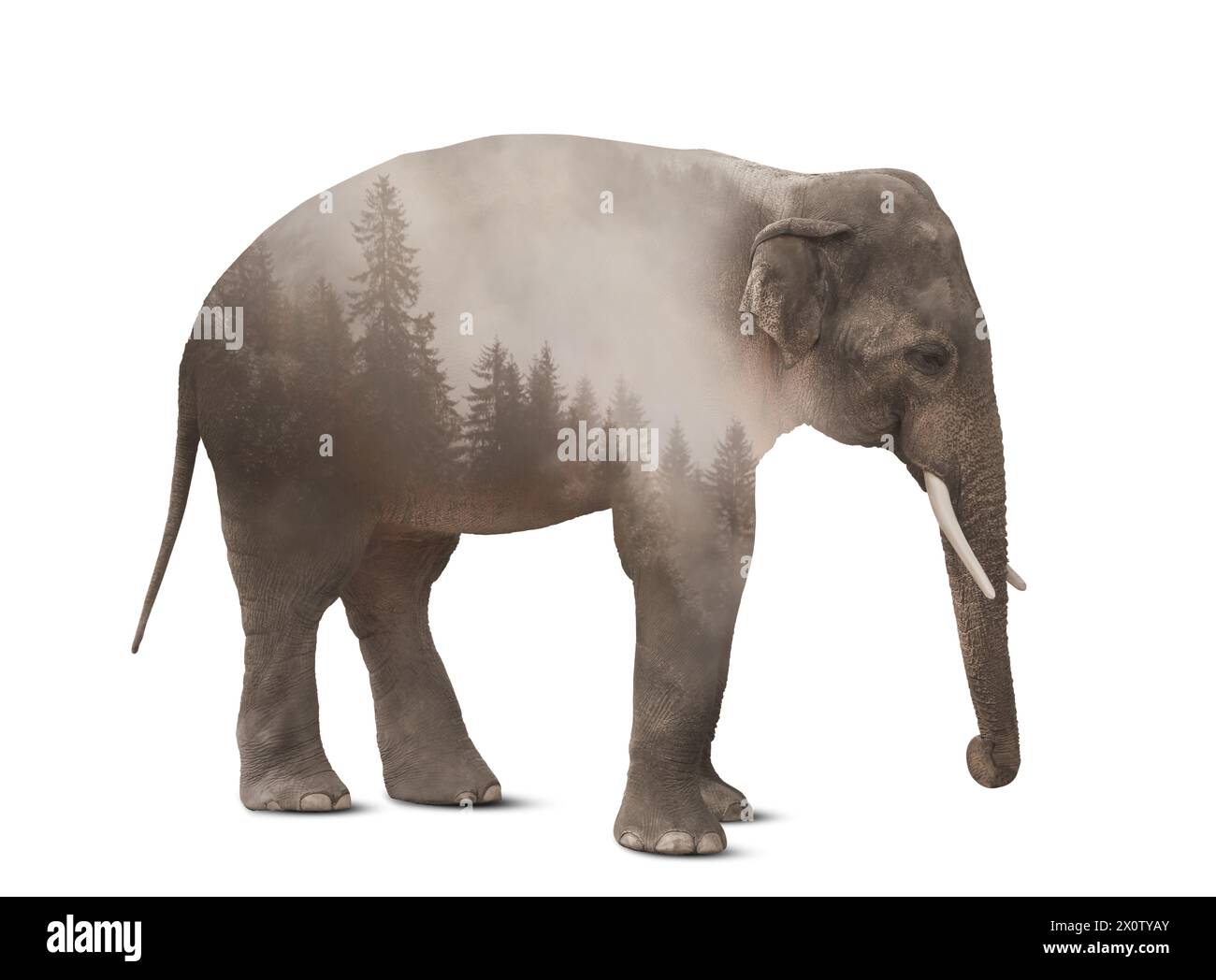Double exposure of elephant and foggy forest Stock Photo - Alamy
