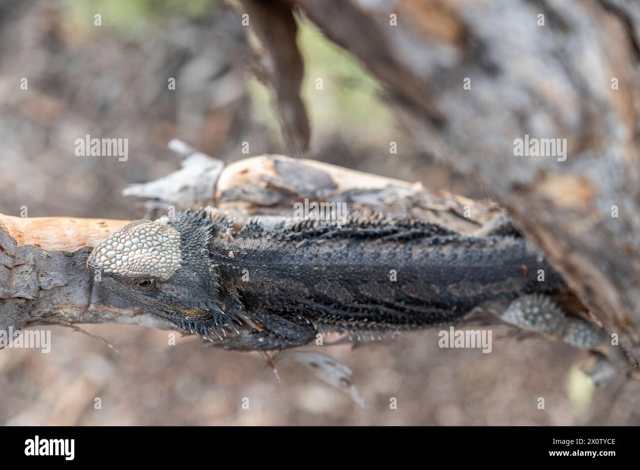 The central bearded dragon (Pogona vitticeps), also known as the inland ...