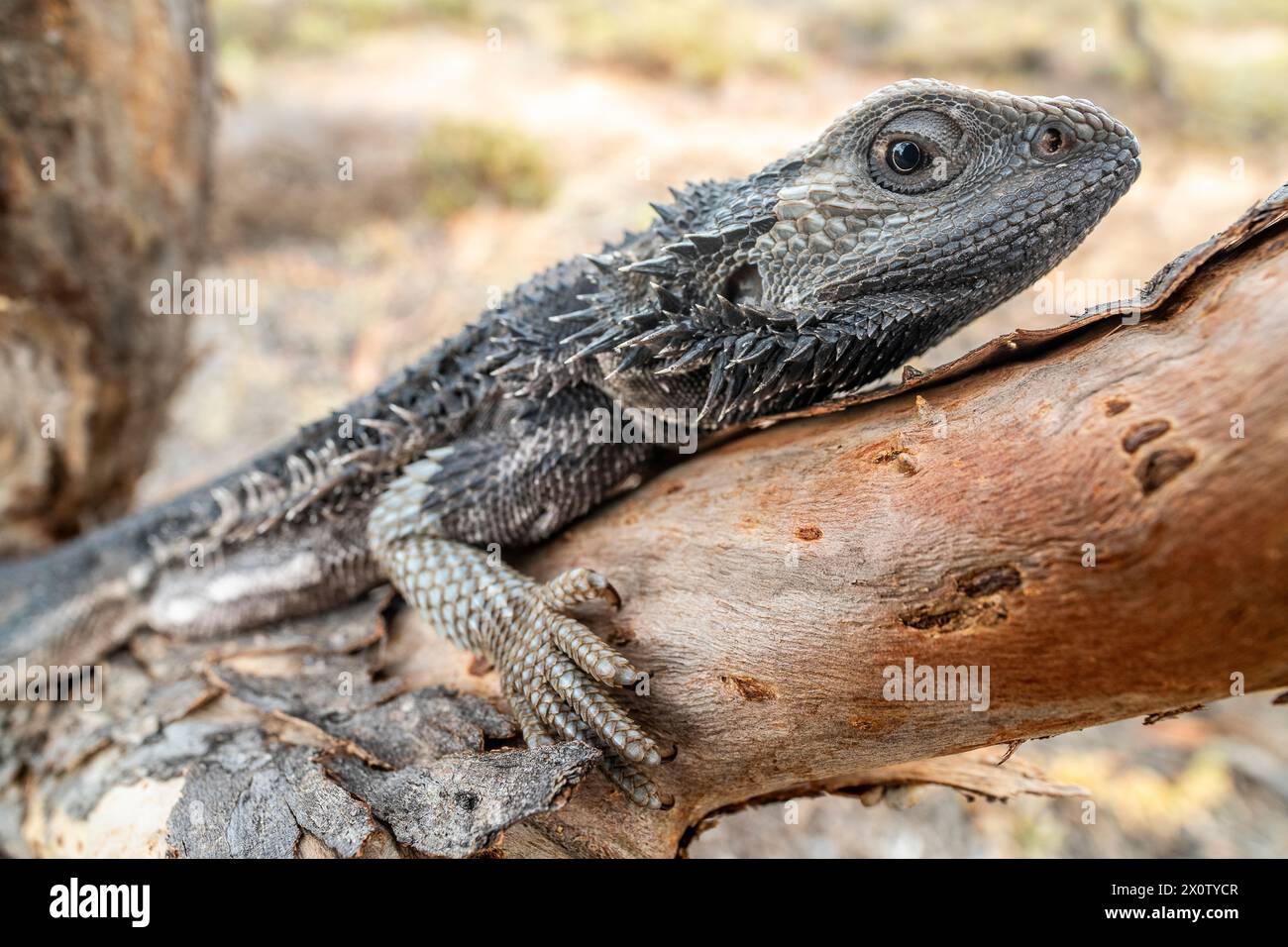The central bearded dragon (Pogona vitticeps), also known as the inland ...