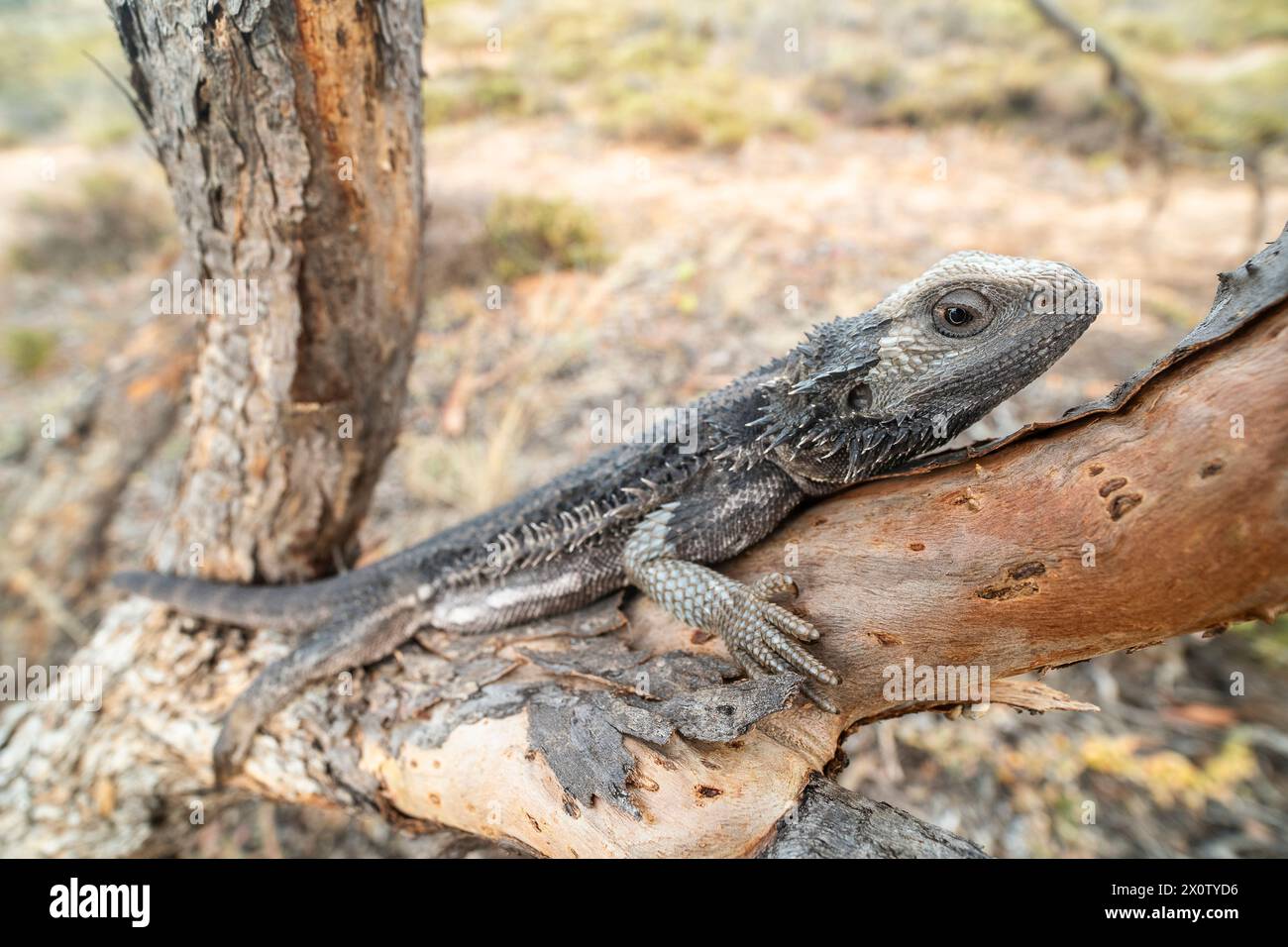 The central bearded dragon (Pogona vitticeps), also known as the inland ...