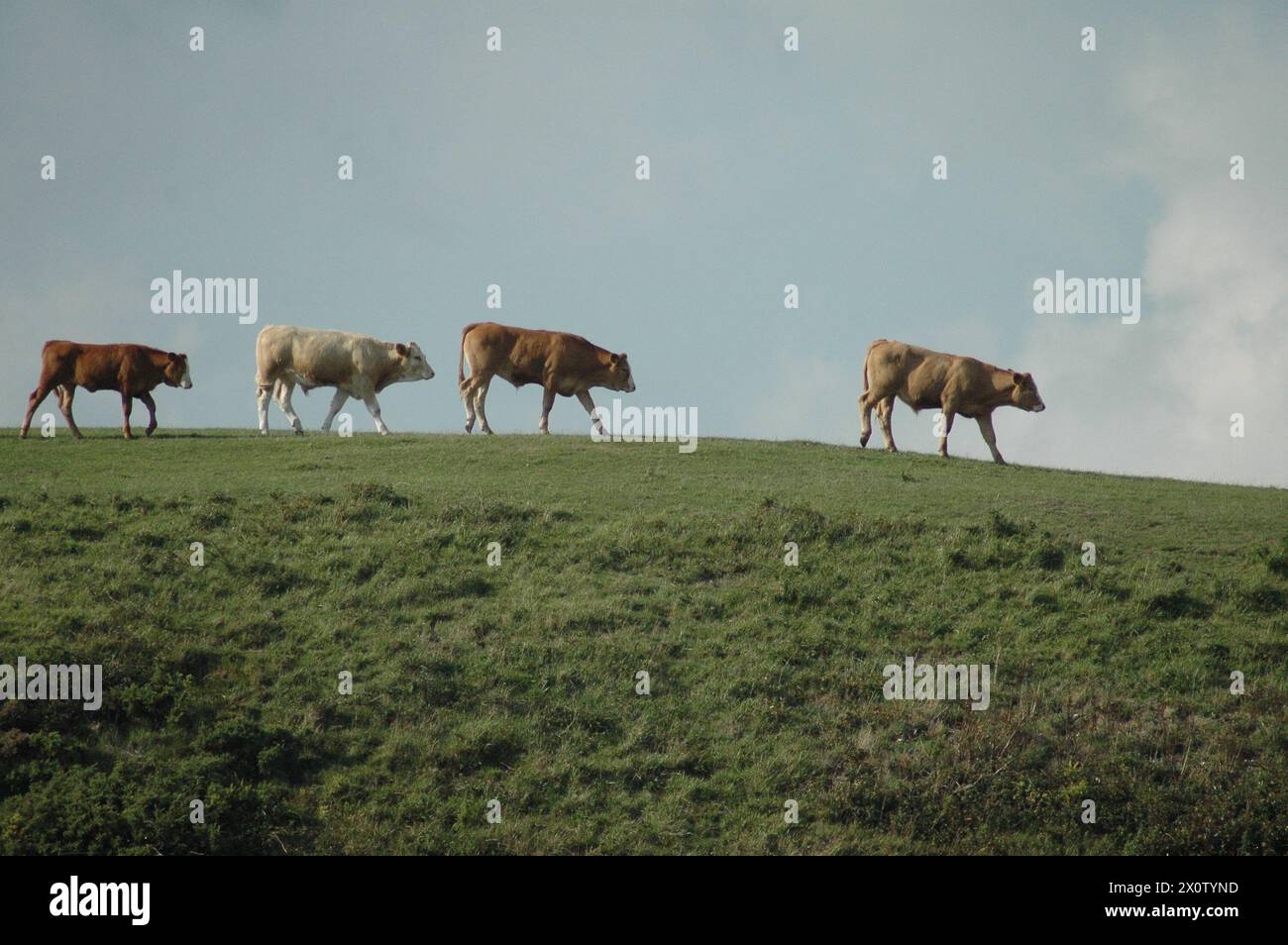 cows following each other, where are they going, I don't know Stock ...