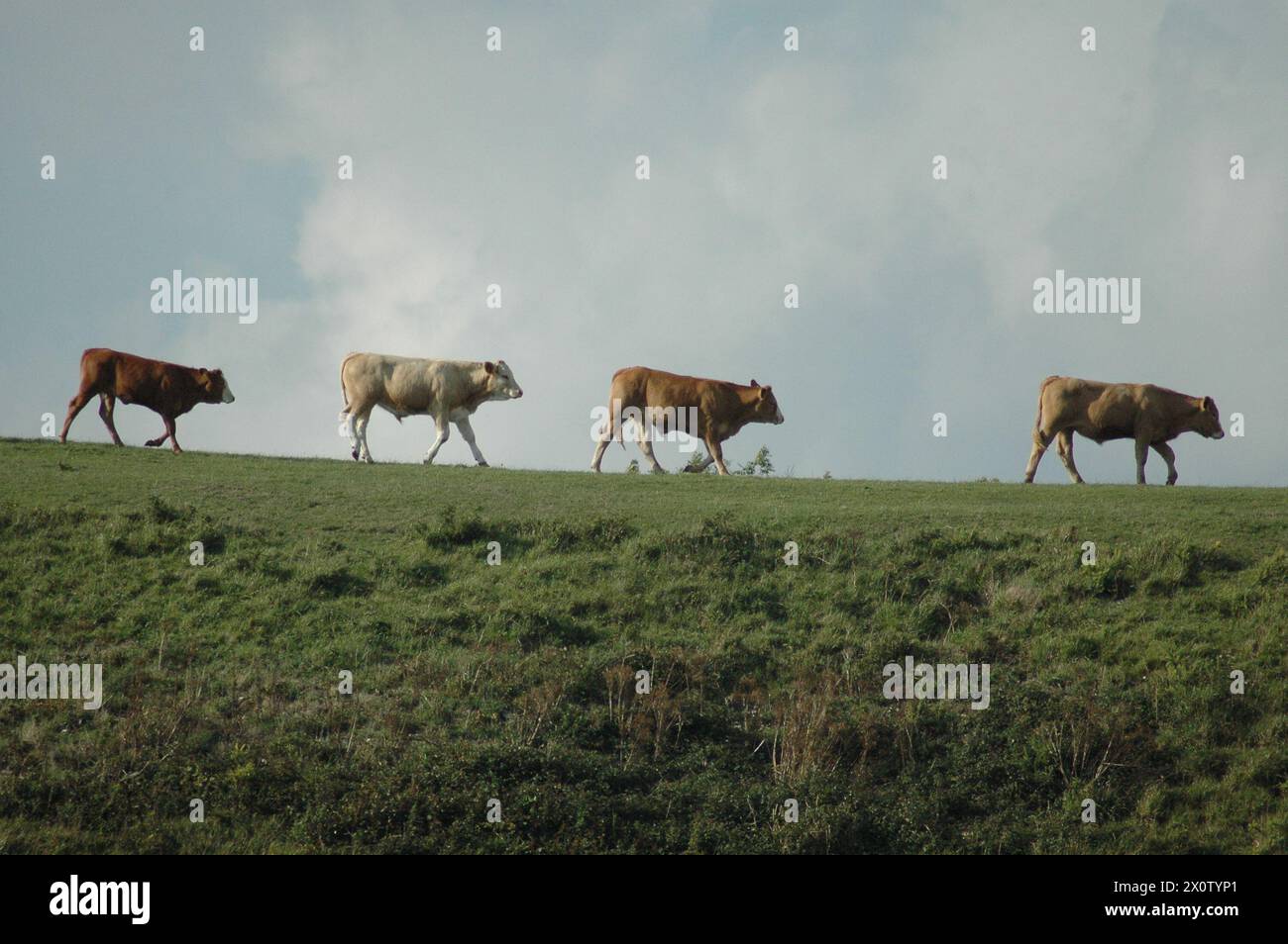 cows following each other, where are they going, I don't know Stock ...