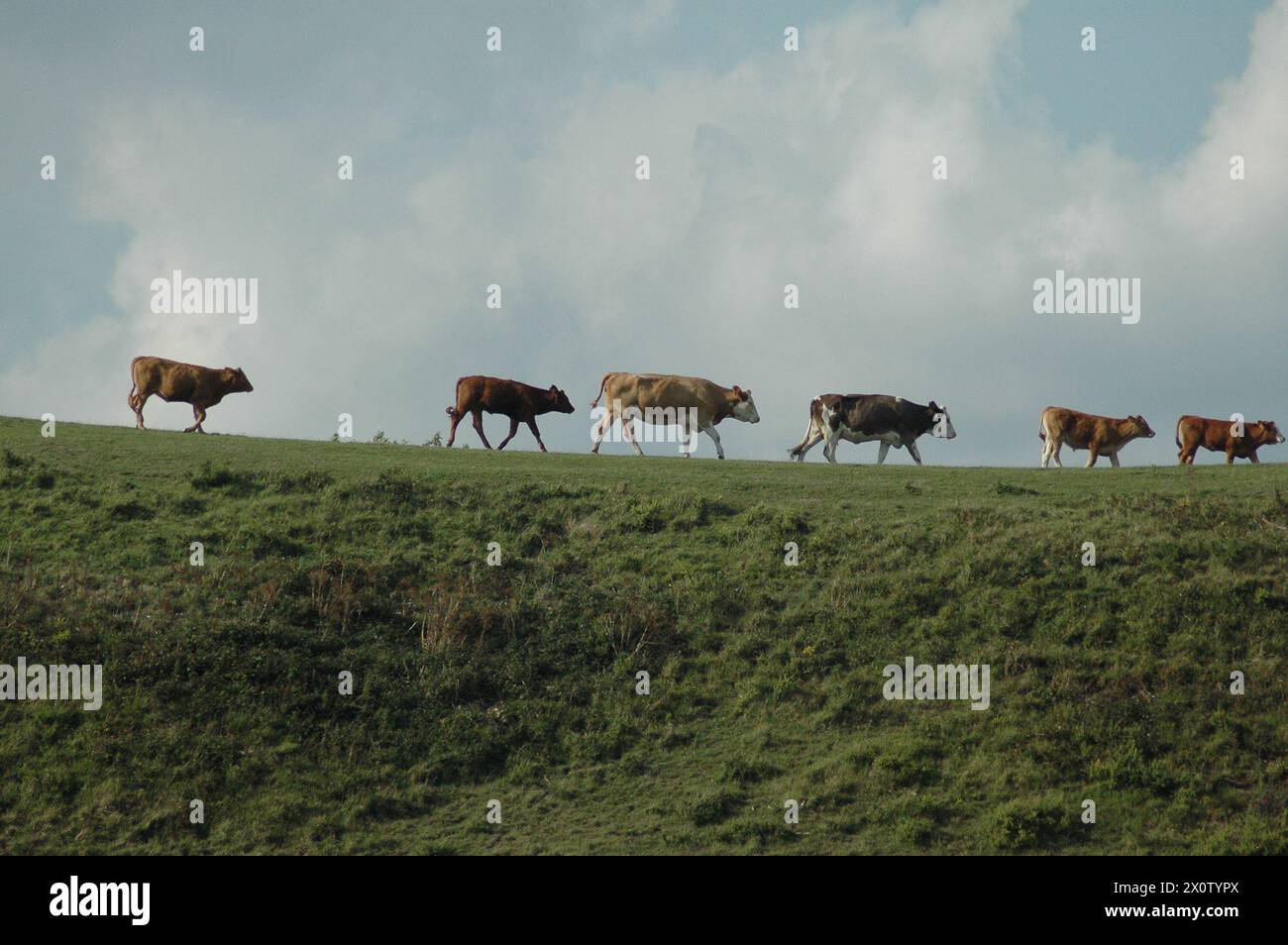 cows following each other, where are they going, I don't know Stock ...