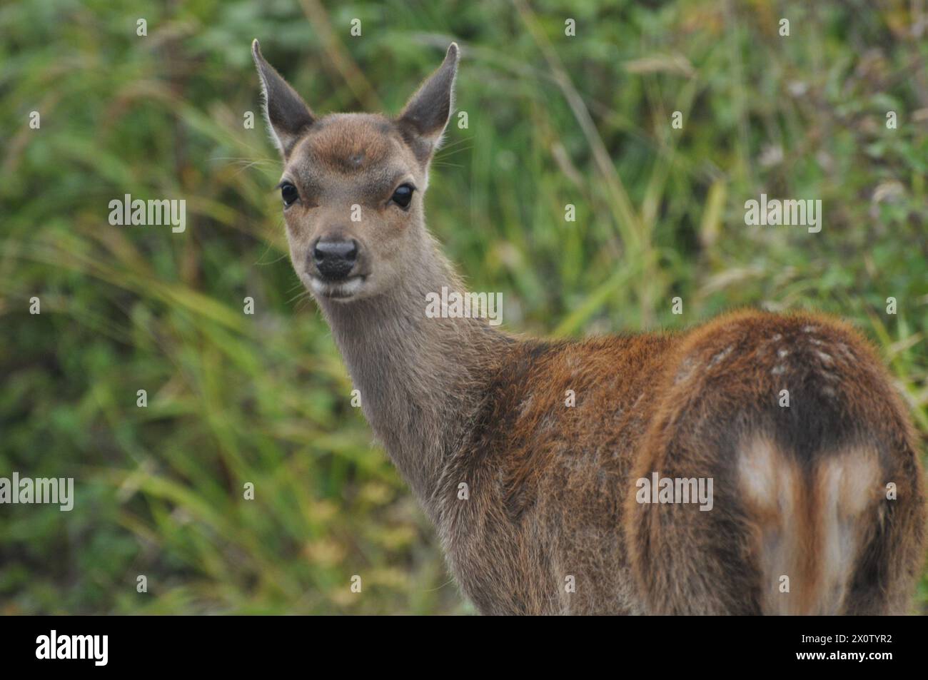 baby deer showing its bottom Stock Photo - Alamy