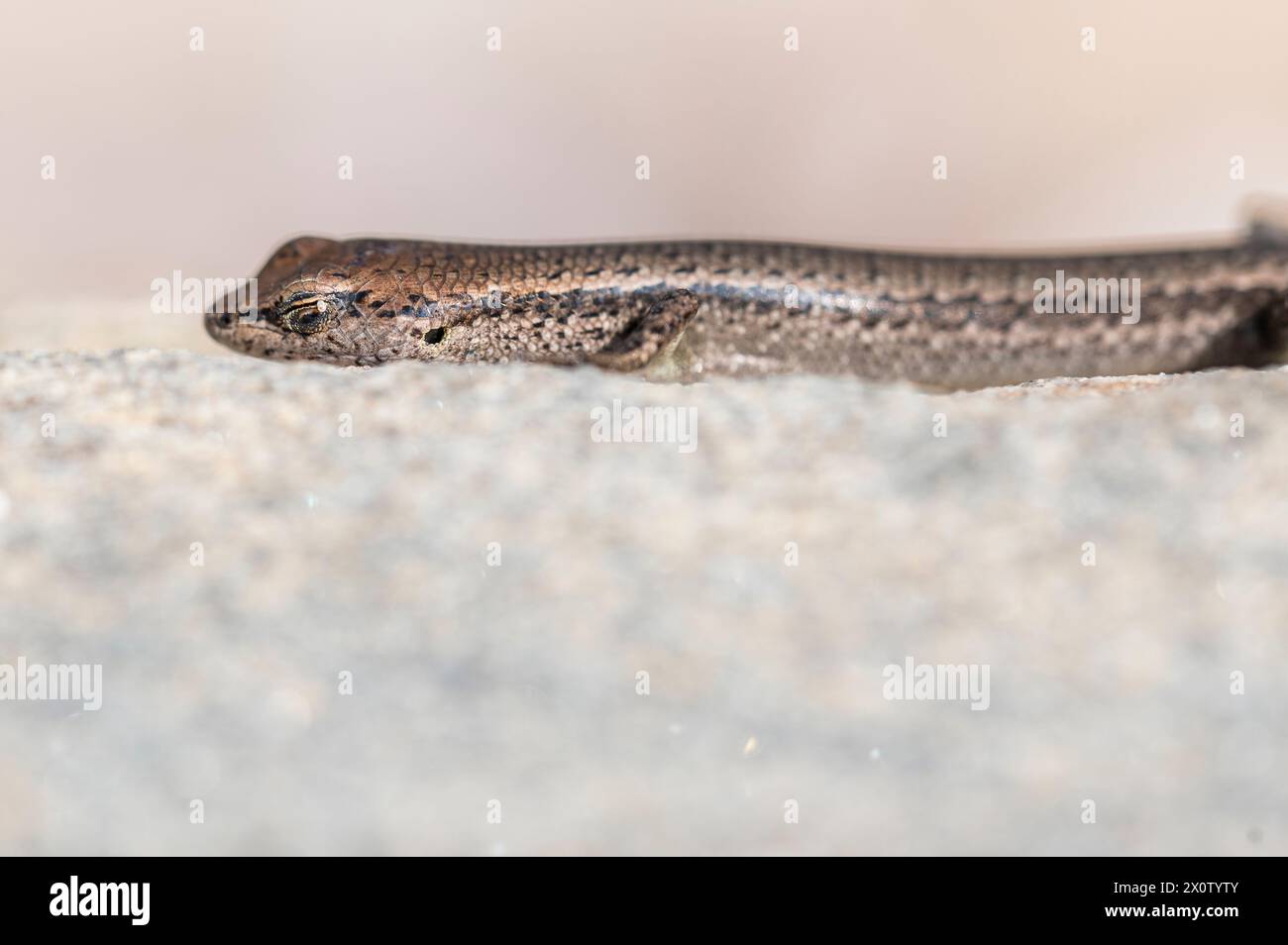 three-toed earless skink (Hemiergis decresiensis), a species of lizard ...