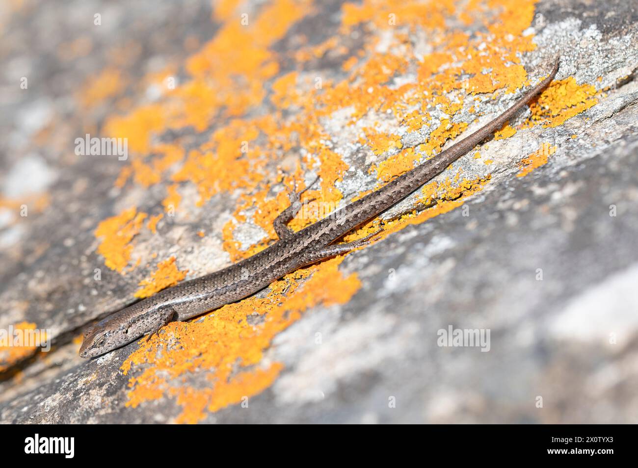 three-toed earless skink (Hemiergis decresiensis), a species of lizard ...