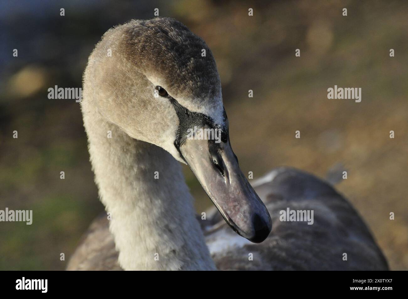 Close up swan texture hi-res stock photography and images - Alamy