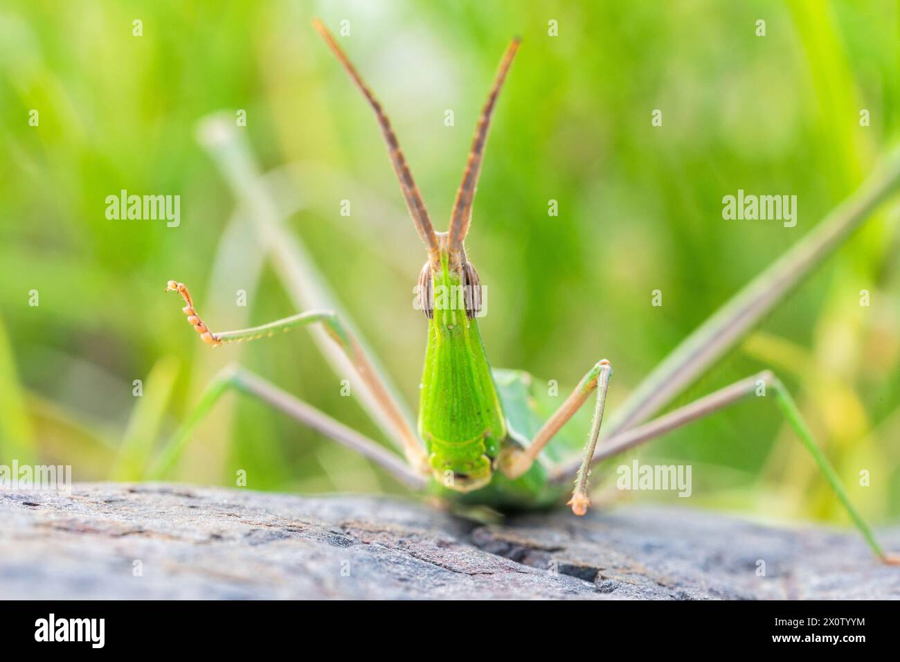 Grasshopper Face A Close Up Of A Grasshopper's Face | Premium