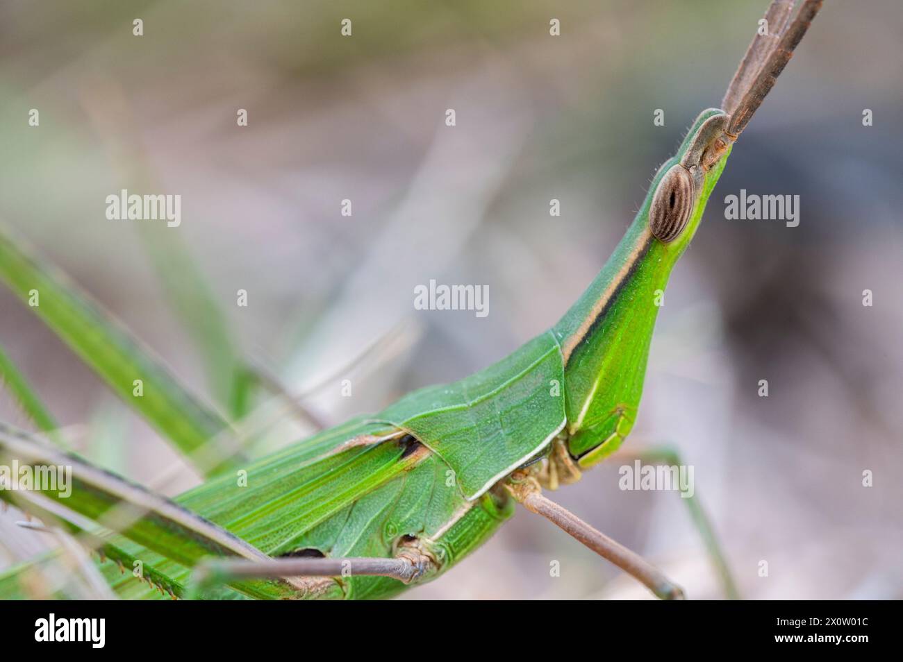 Acrida conica, the giant green slantface, is a species of grasshopper ...