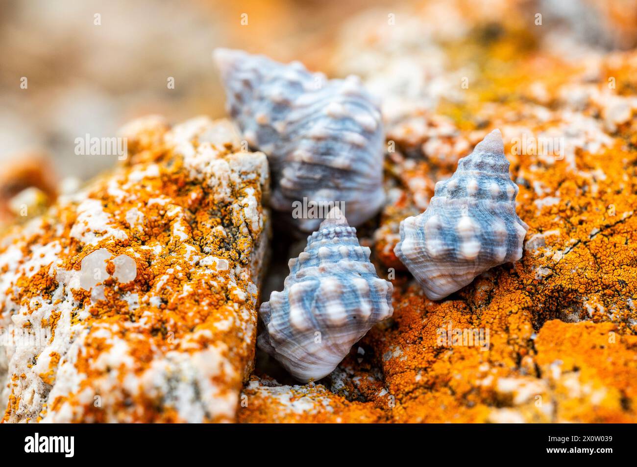 Nodilittorina pyramidalis, commonly known as a pyramid periwinkle, is a ...