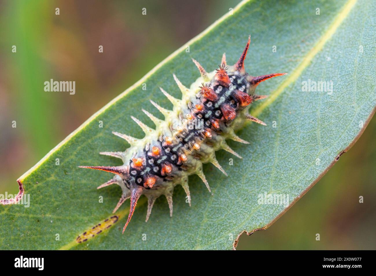 Cup moth limacodidae caterpillar hi-res stock photography and images ...